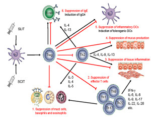 ENT Insights | Intensive Training in Allergy Treatment Modalities ...