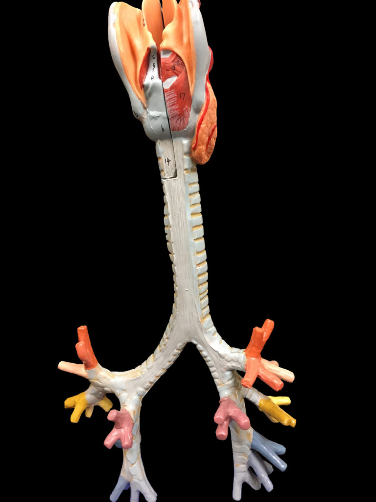 Pulmonary Insights | If Poorly Controlled Asthma is Suspected, Consider ...